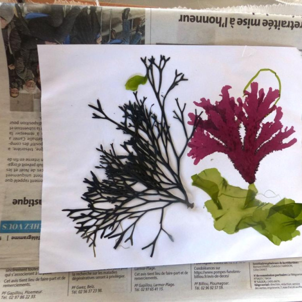 Comment faire sécher des algues ? - Unité d'Enseignement