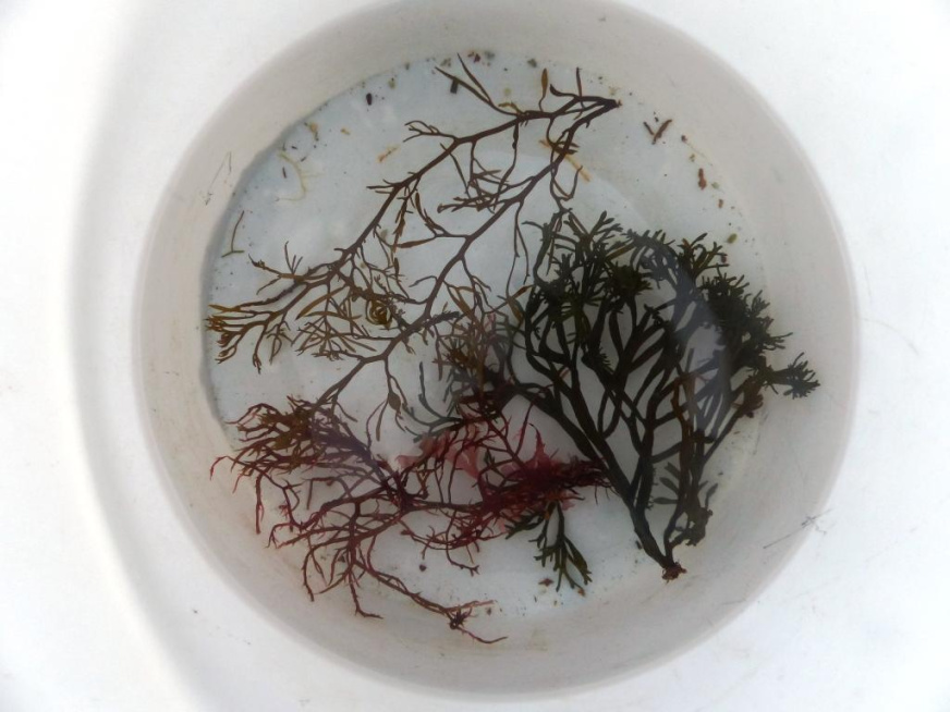 Comment faire sécher des algues ? - Unité d'Enseignement